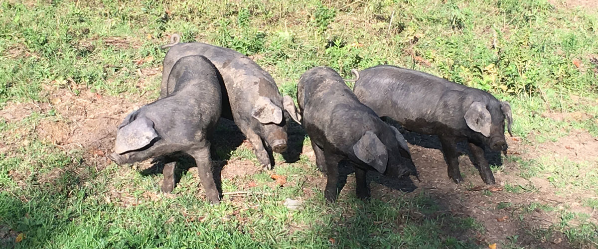 About Us – Beaver Lake Farm